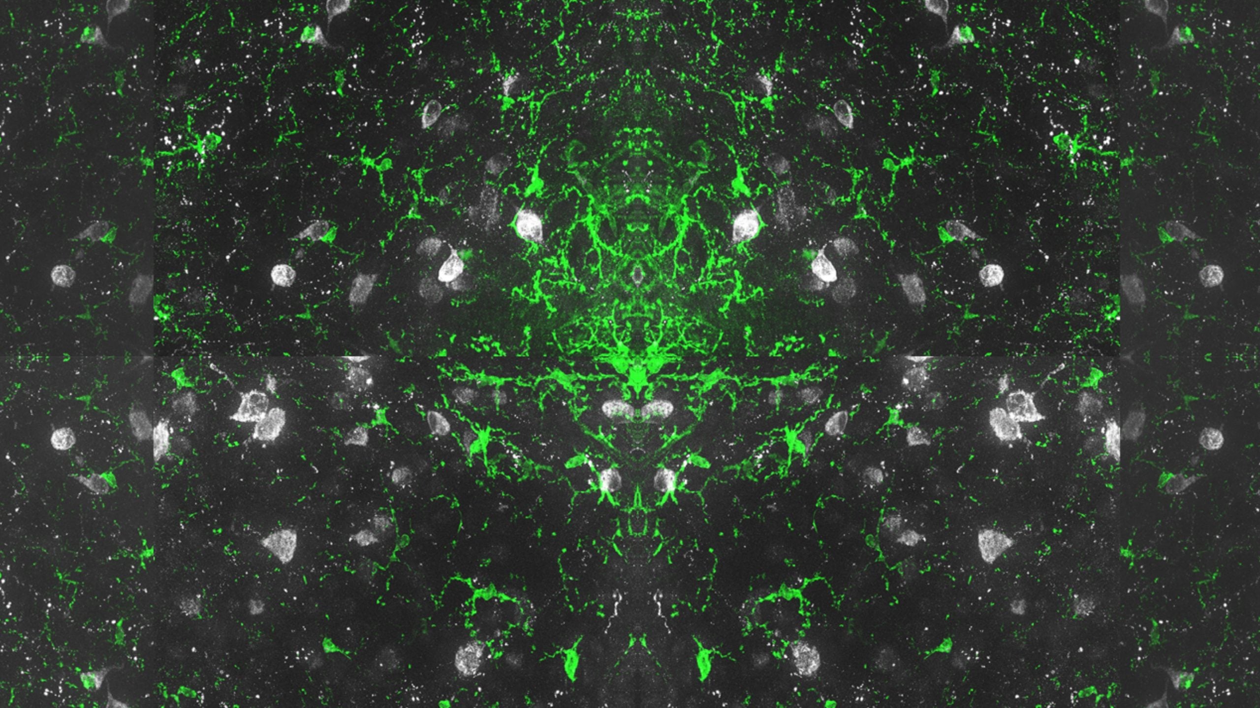 Niraula Wins 2023 Endocrine Images Art Competition - Endocrine News